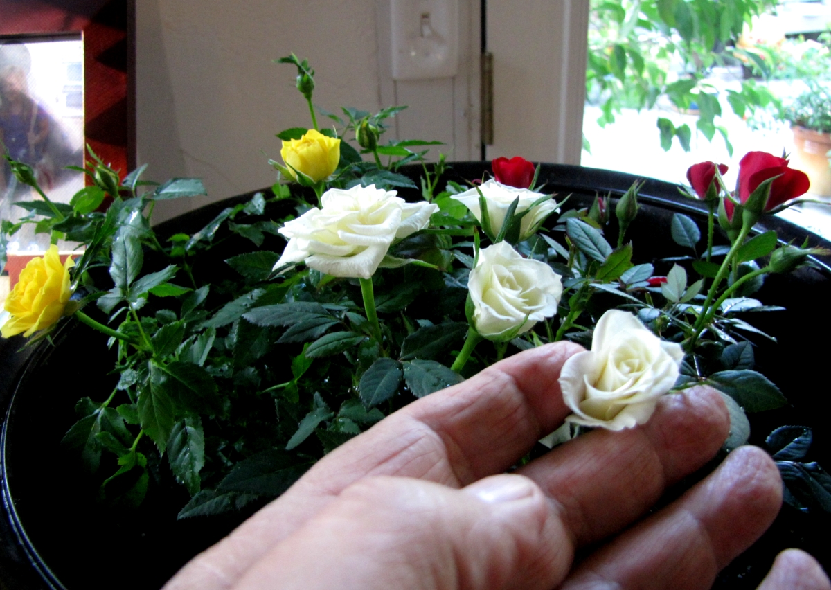 The Right Way To Grow Miniature Roses - Miniature Roses