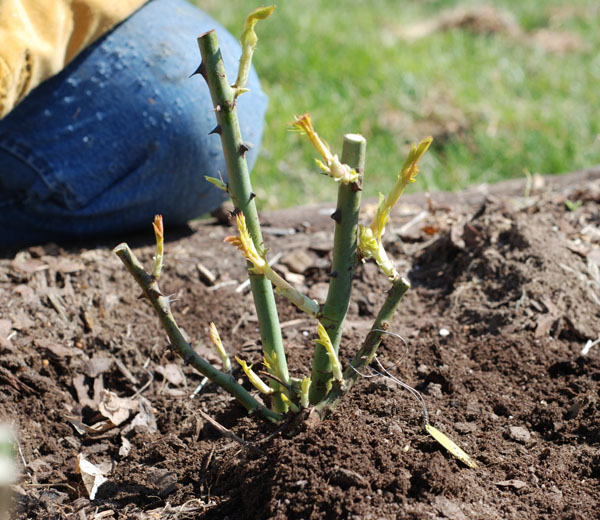 How To Take Care Of Miniature Roses In The Early Stages Of Growth ...